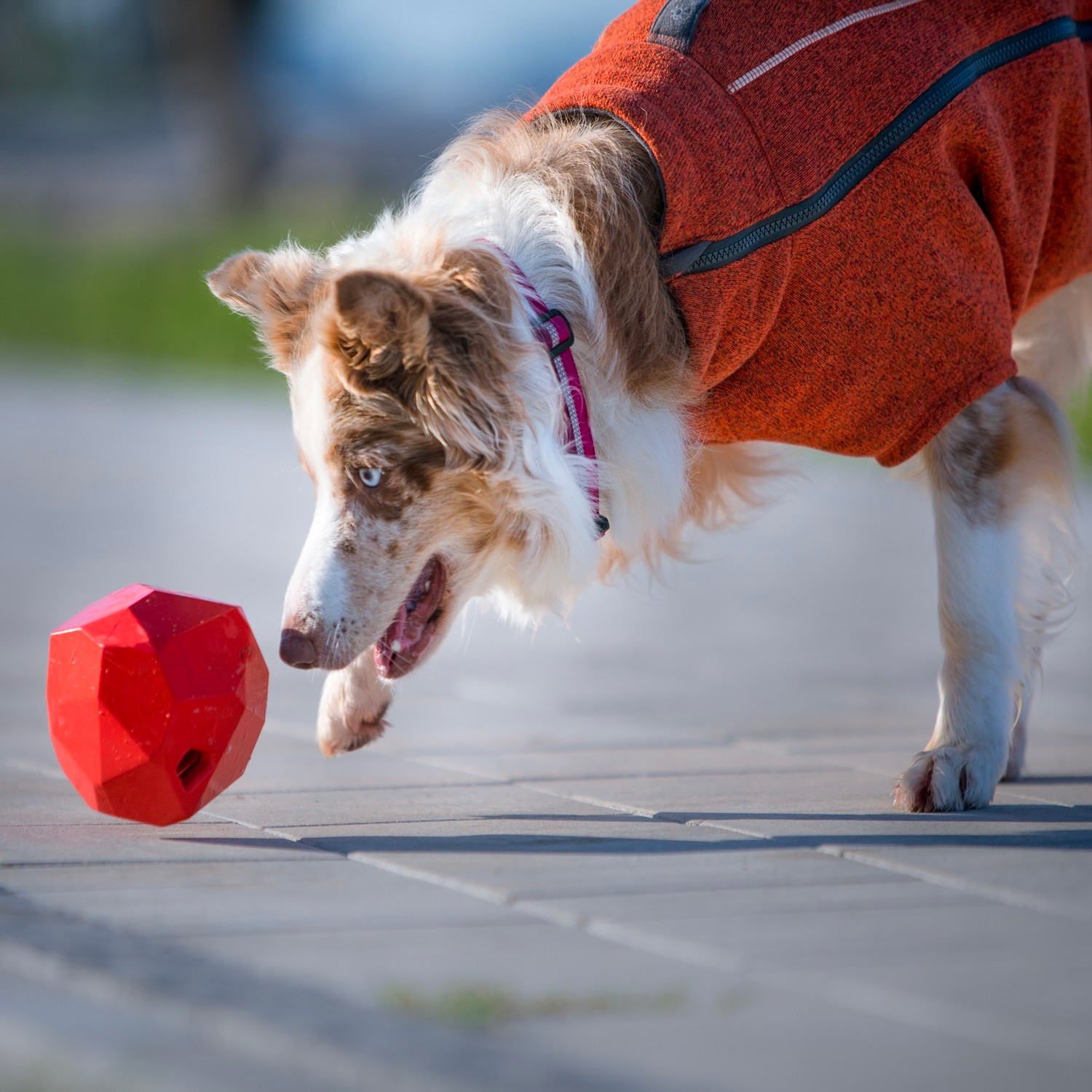 20 Best Dog Toys Interactive And Indestructible Toys For Dogs 20-best-dog-toys-interactive-and-indestructible-toys-for-dogs