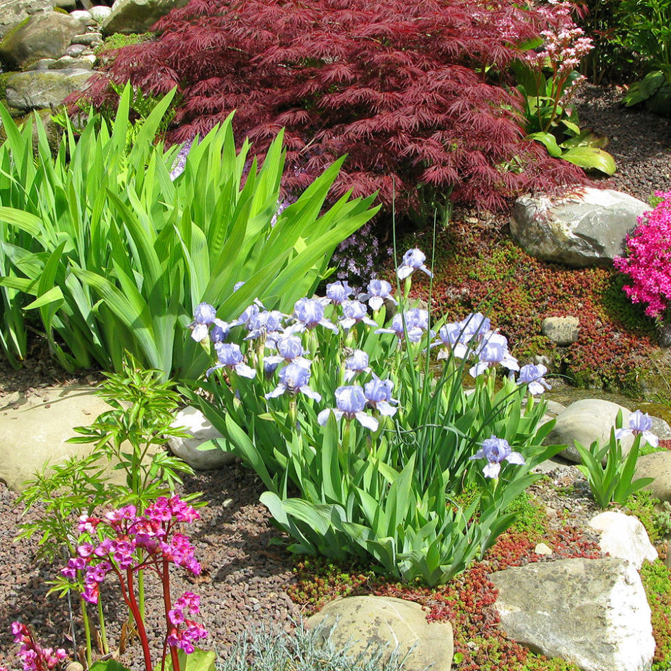 Rock Garden Plants Iris Friday Flora: Iris FANTASTICO!